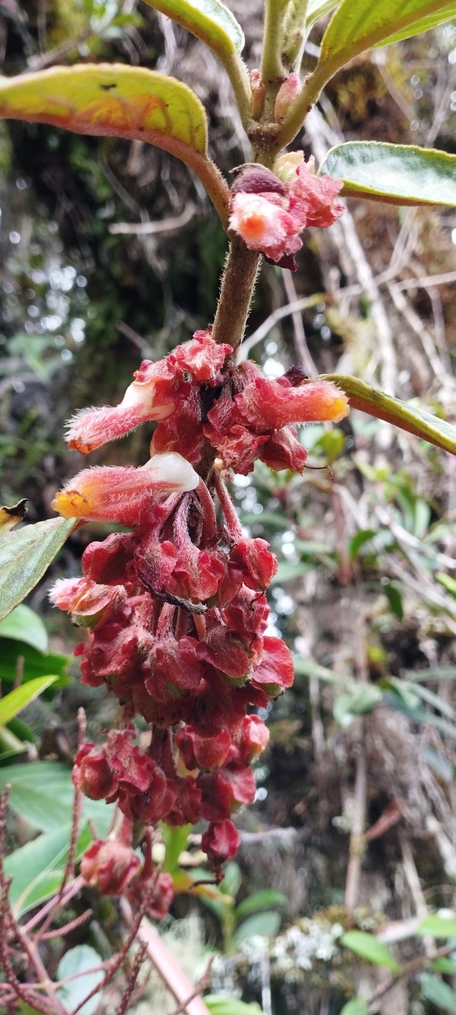 Glossoloma ichthyoderma (Hanst.) J.L.Clark