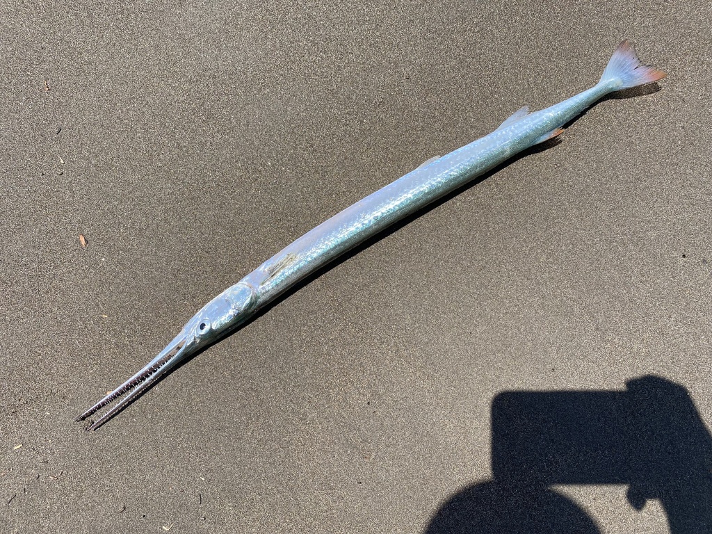 Needlefishes from Metalio, Jujutla, Ahuachapán, SV on July 10, 2022 at ...