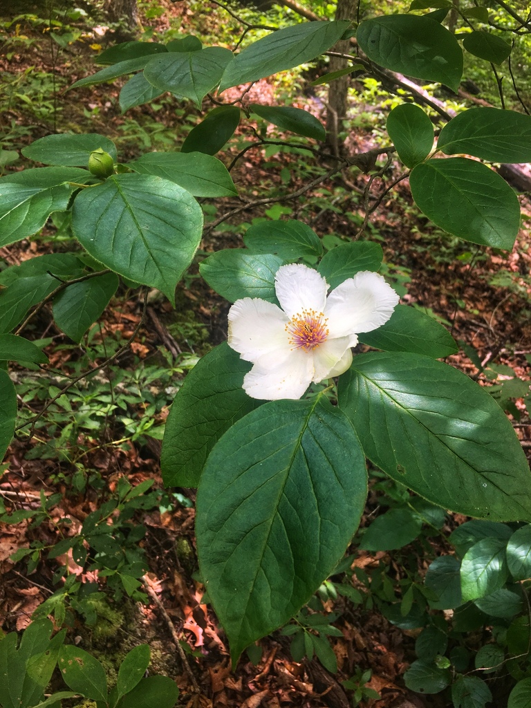 mountain-camellia (Trees and Shrubs of Virginia) · iNaturalist
