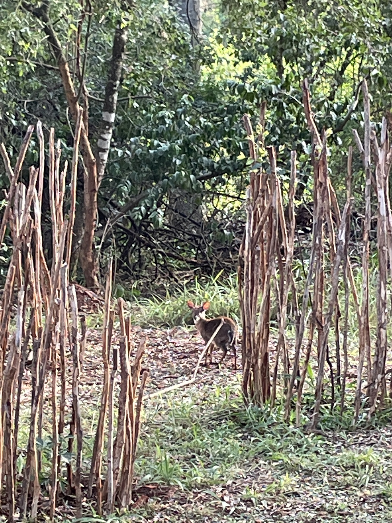 Neotragus moschatus (Von Dueben, 1846)