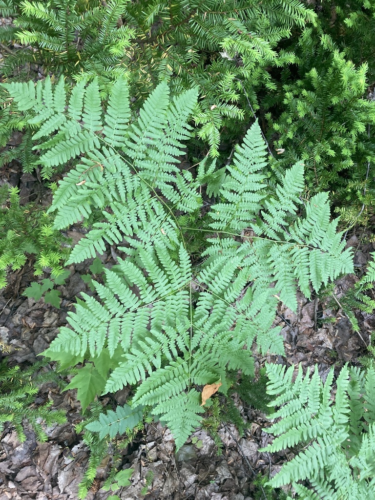 common bracken from Parisian Island, Algoma, Unorganized, North Part ...