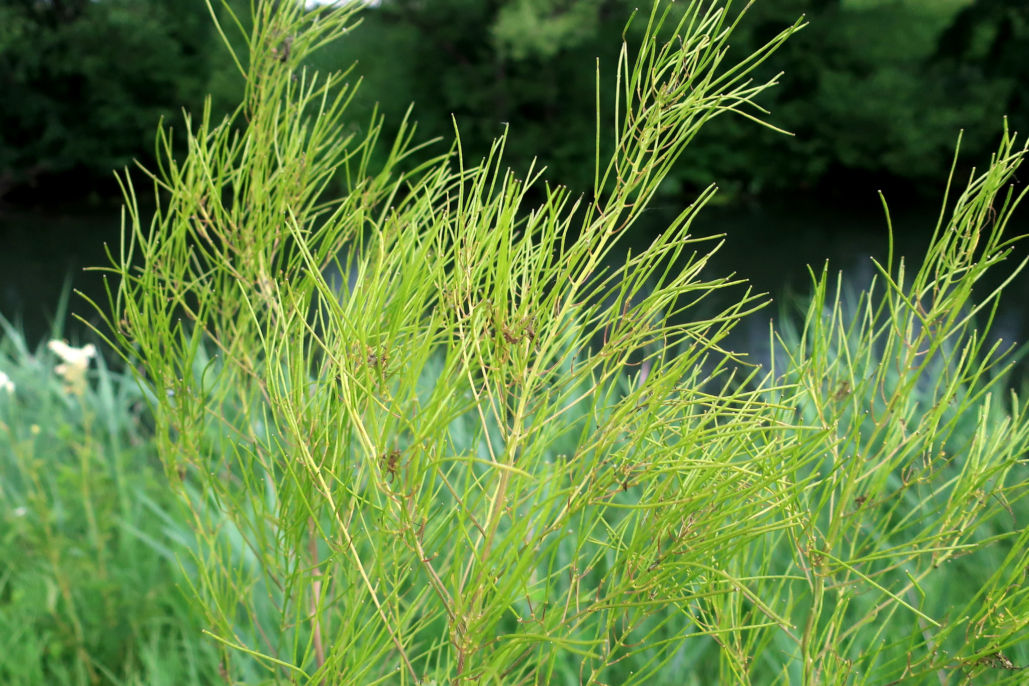 Sisymbrium strictissimum L.