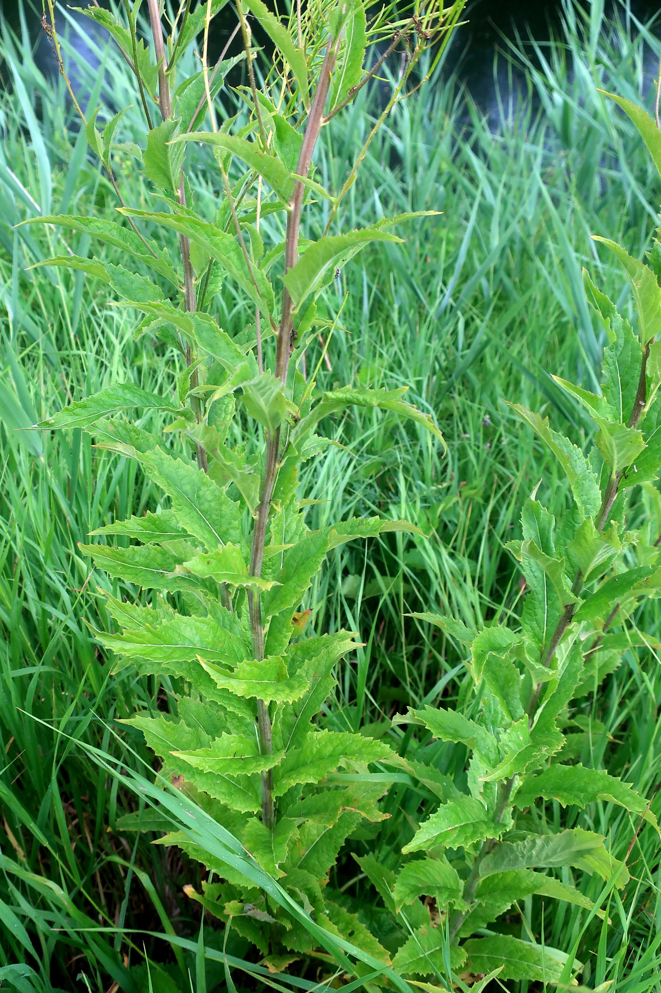 Sisymbrium strictissimum L.