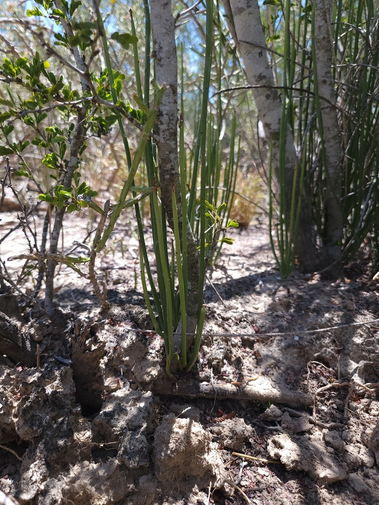 candelilla in July 2022 by Joey Santore. The long lost disjunct ...