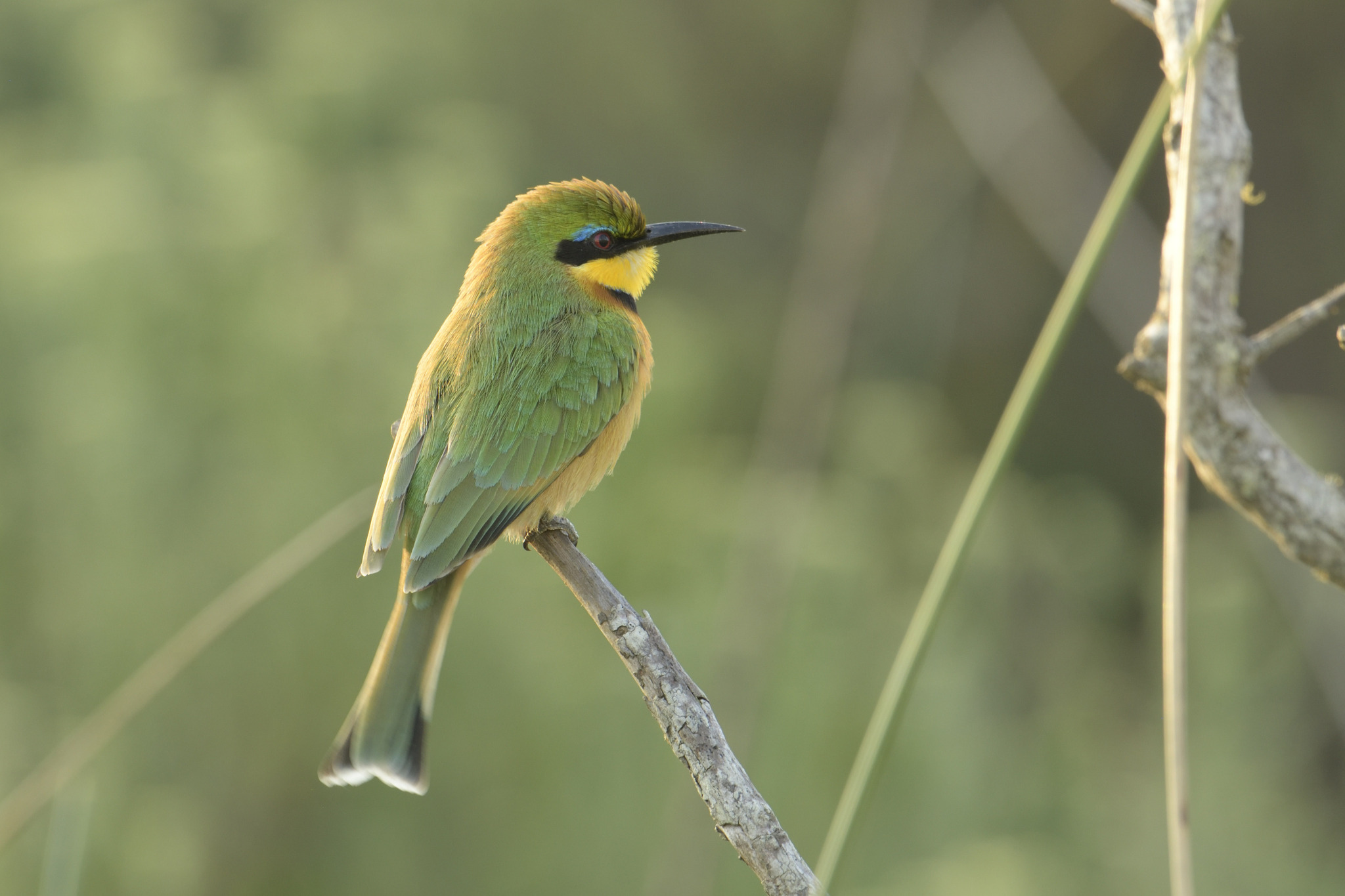 Merops pusillus meridionalis (Sharpe, 1892)