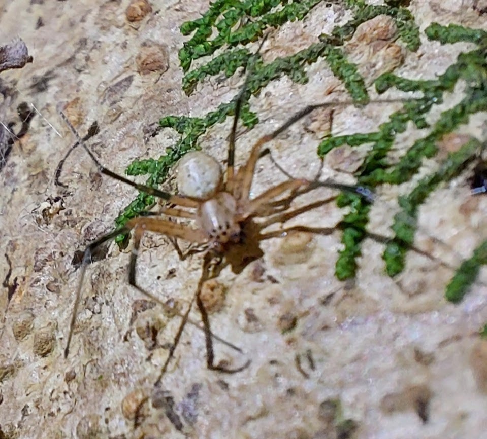 Araneoid Spiders from Butantã, São Paulo - SP, Brasil on May 28, 2022 ...