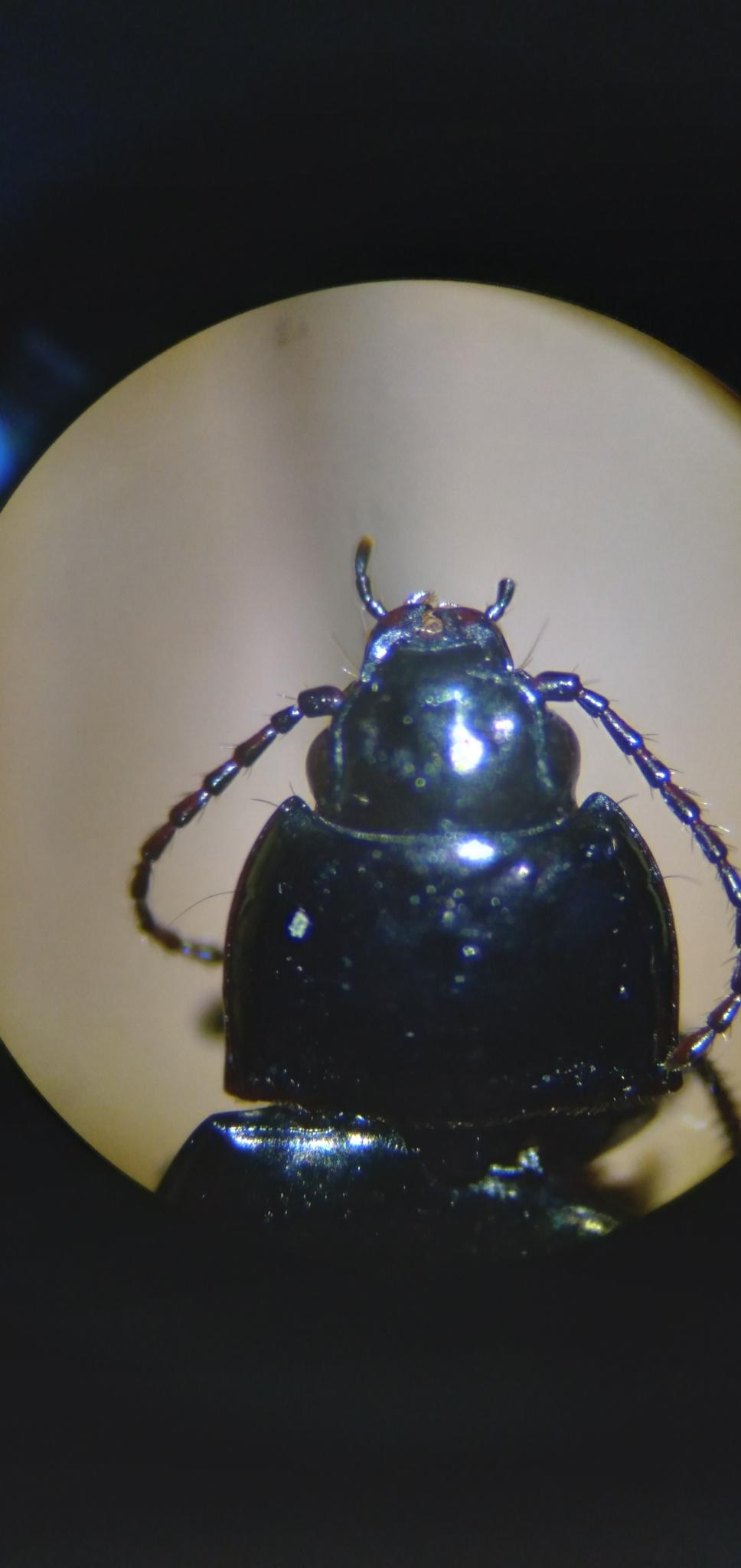 Trachypachidae