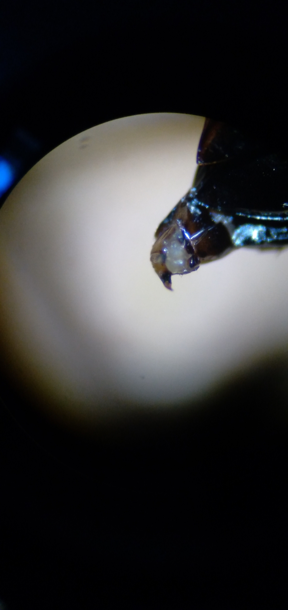 Trachypachidae