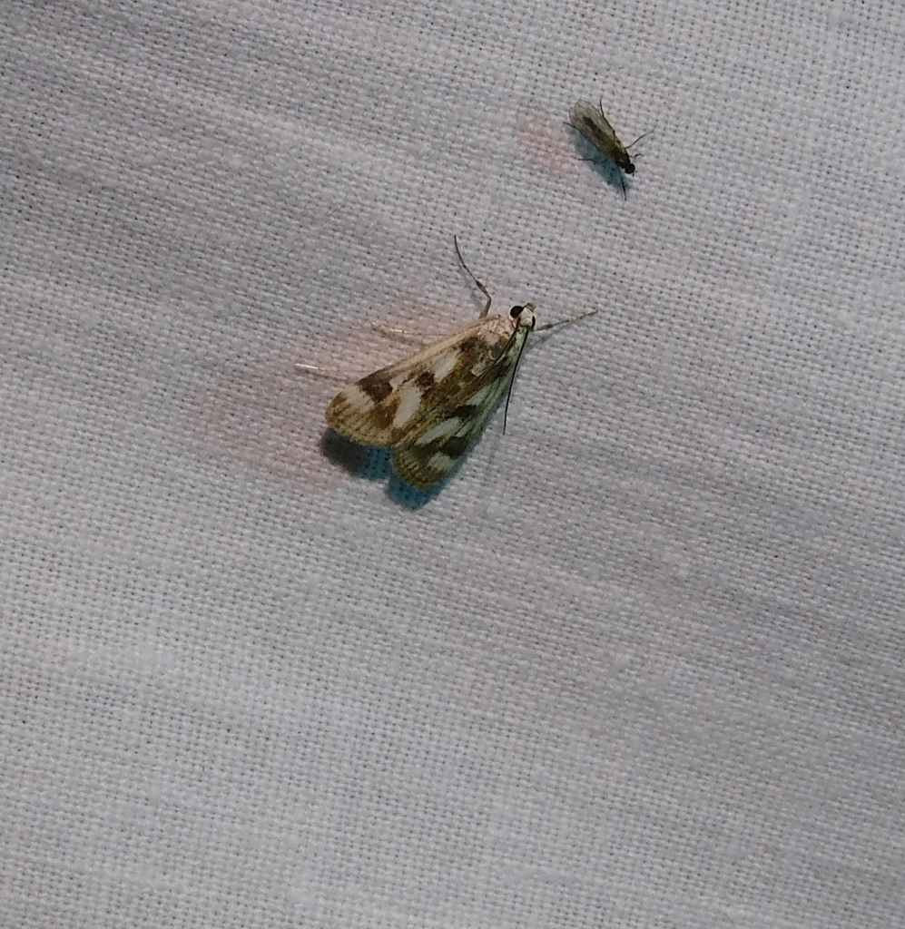 Polymorphic Pondweed Moth from Algonquin Provincial Park, CA-ON-NP, CA ...