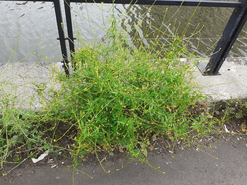 Hedge mustard from Bath, UK on May 23, 2022 at 05:57 PM by Charles ...