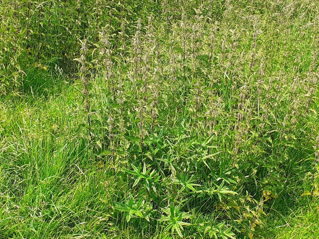 great stinging nettle from Bath, UK on June 2, 2022 at 11:47 AM by ...