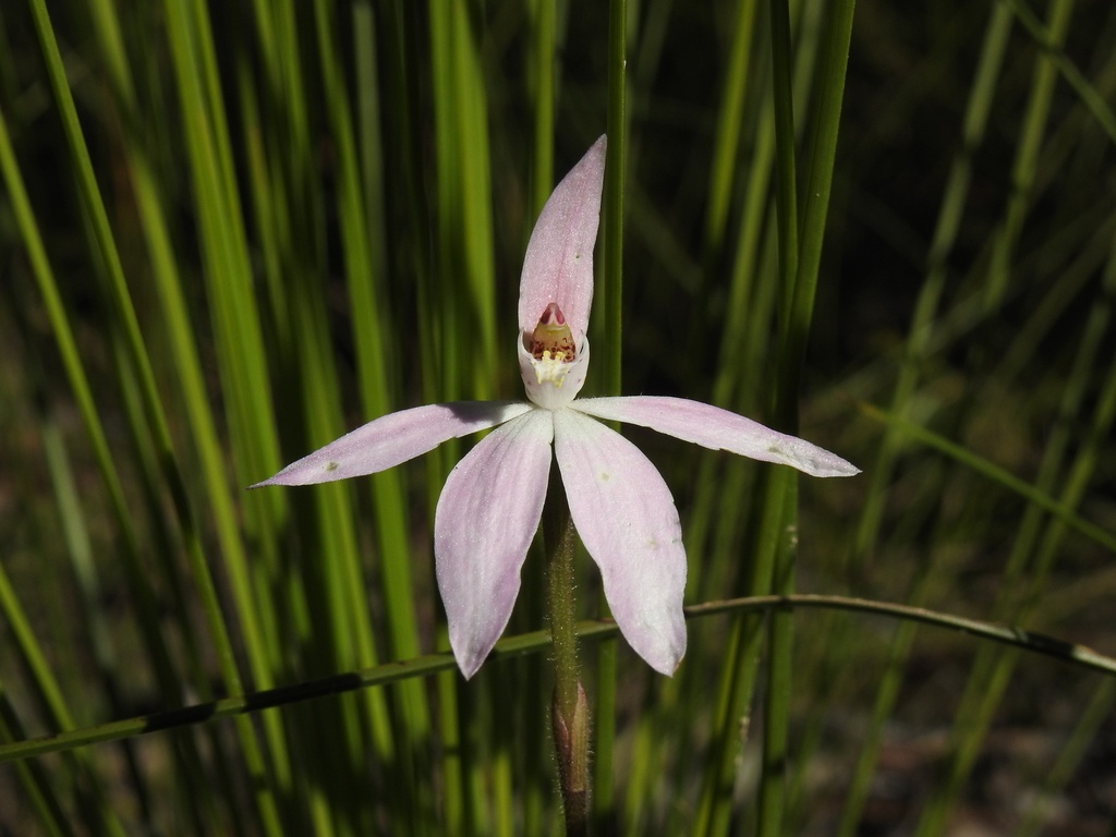 Pink Lady Fingers in July 2022 by Scott W. Gavins · iNaturalist