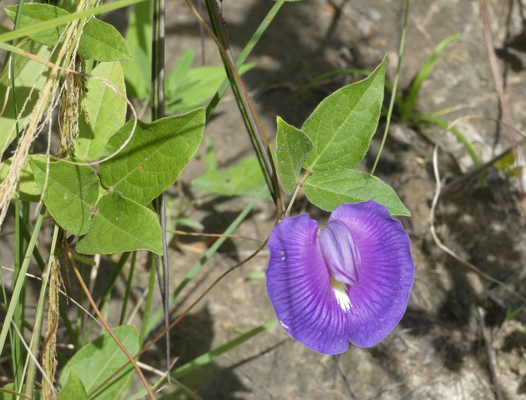 Centrosema brasilianum (L.) Benth.