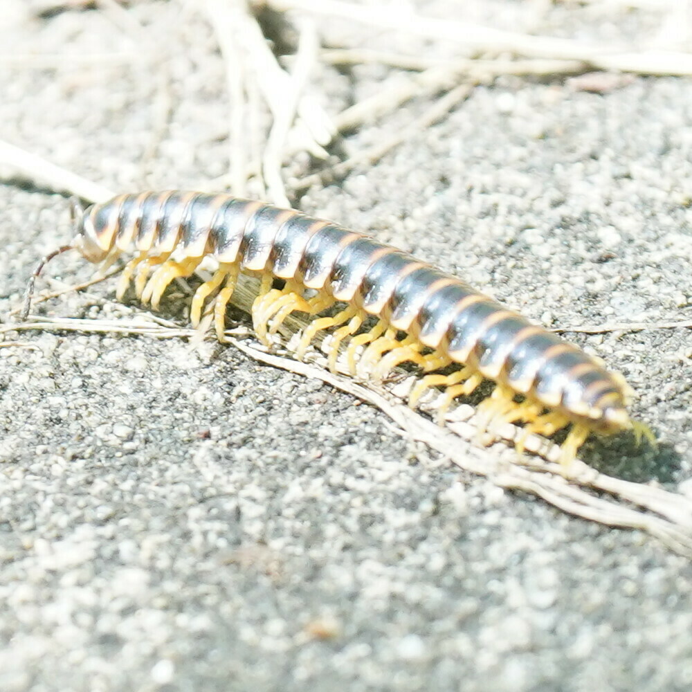 Traveling Cherry Millipede from Iroquois County State Wildlife Area on ...