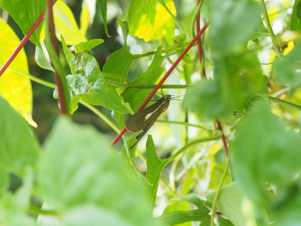 Asota heliconia from Yulin, Taiwan, Taiwan on July 5, 2022 at 12:41 PM ...