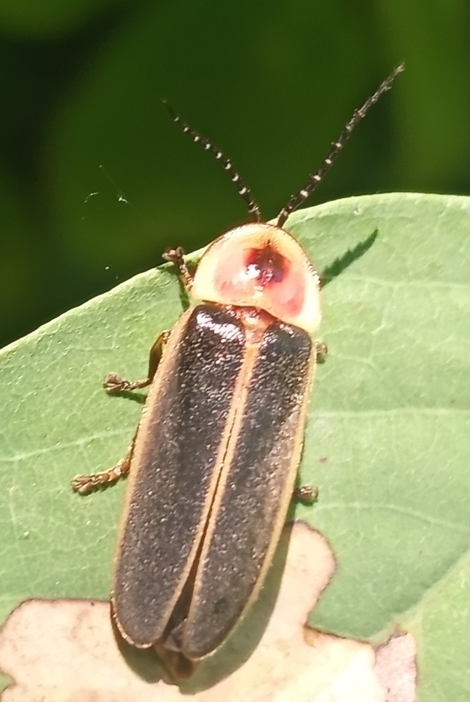 Common Eastern Firefly from Denton, MD 21629, USA on July 11, 2022 at ...