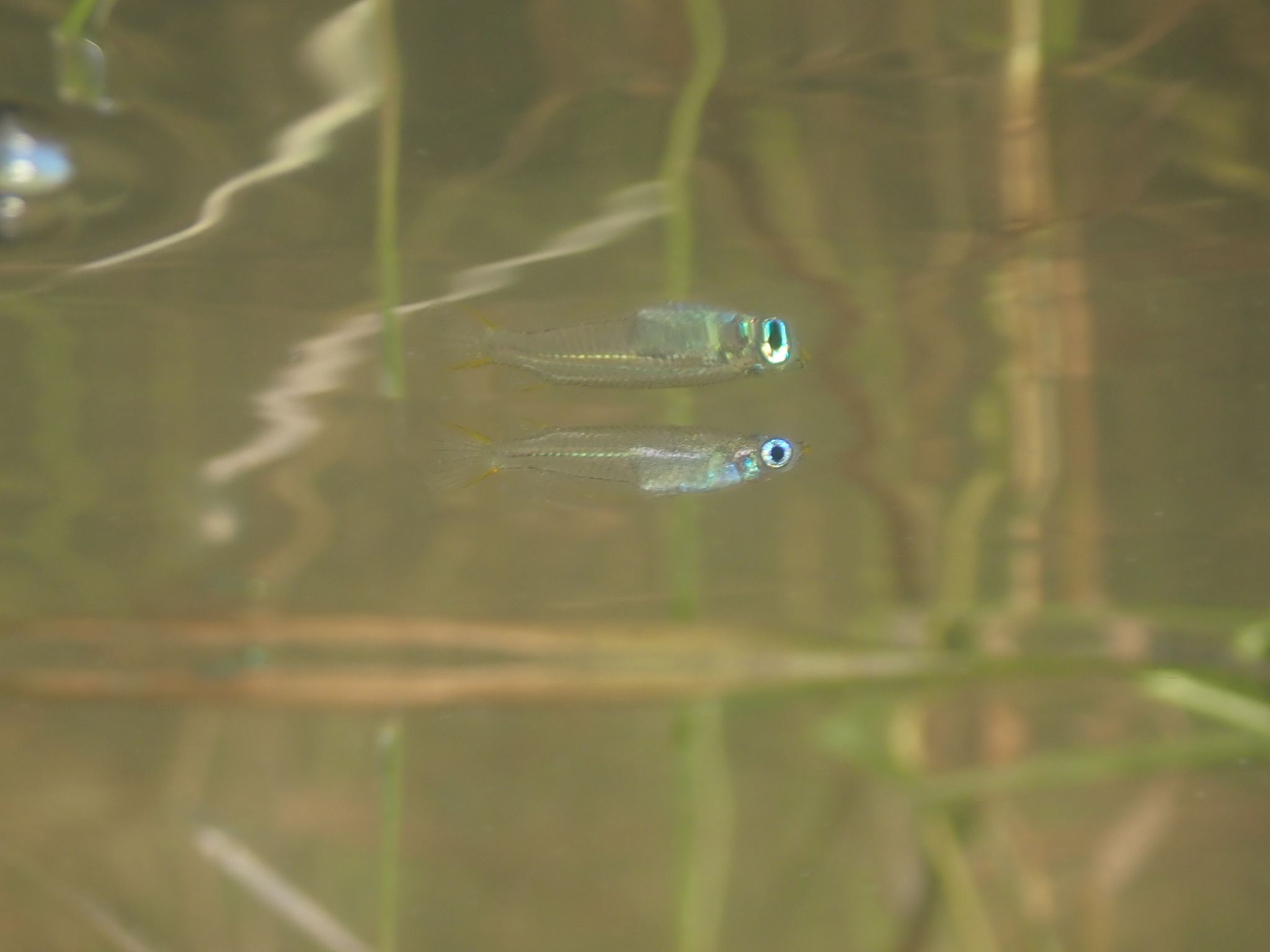 Oryzias curvinotus (Nichols & Pope, 1927)