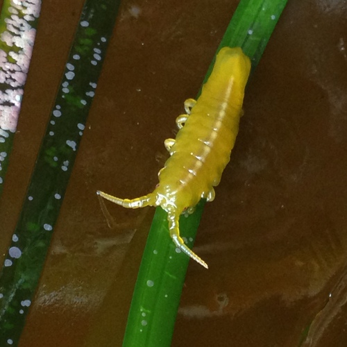 Seaweed Isopod (Idotea stenops)
