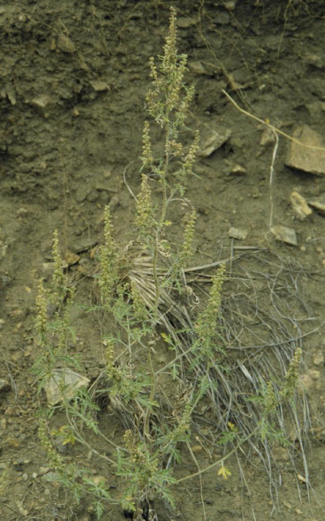 Ragweed (Plants of the Middle Rio Grande Bosque) · iNaturalist