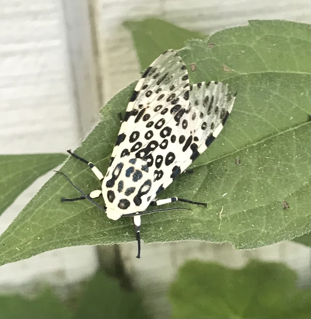 Giant Leopard Moth from Oakland County Fair, Davisburg, MI, US on July ...