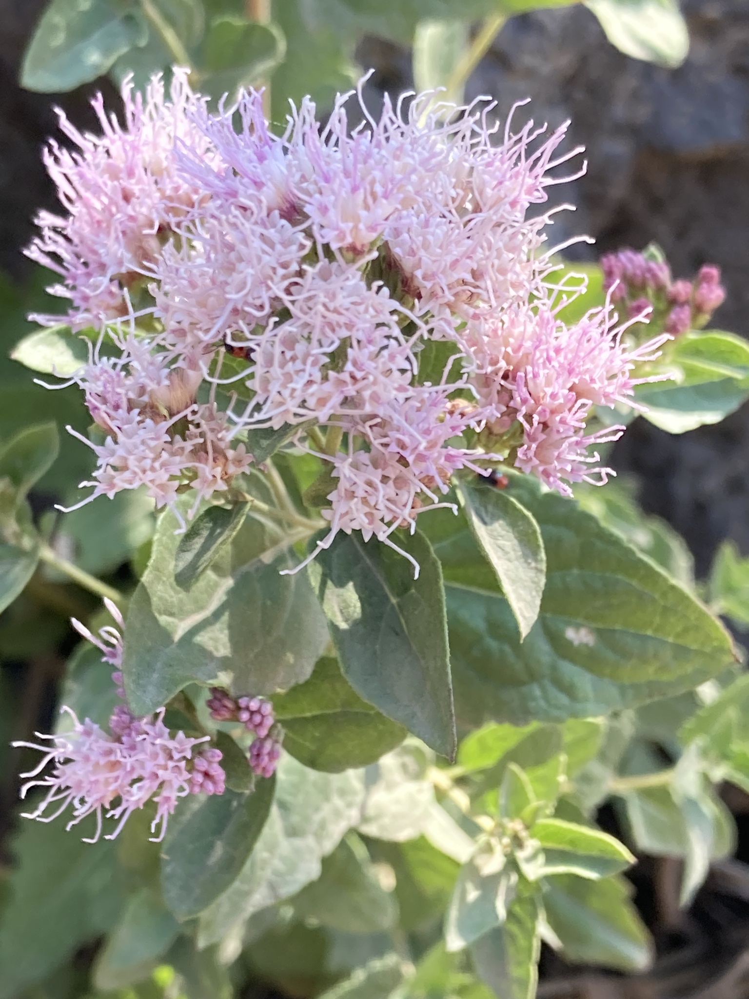 Ageratina occidentalis (Hook.) R.King & H.Rob.