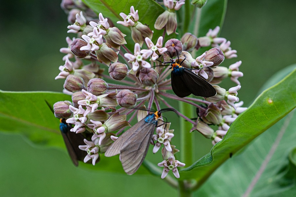 Virginia Ctenucha Moth from Lovells, MI 49738, USA on July 11, 2022 at ...