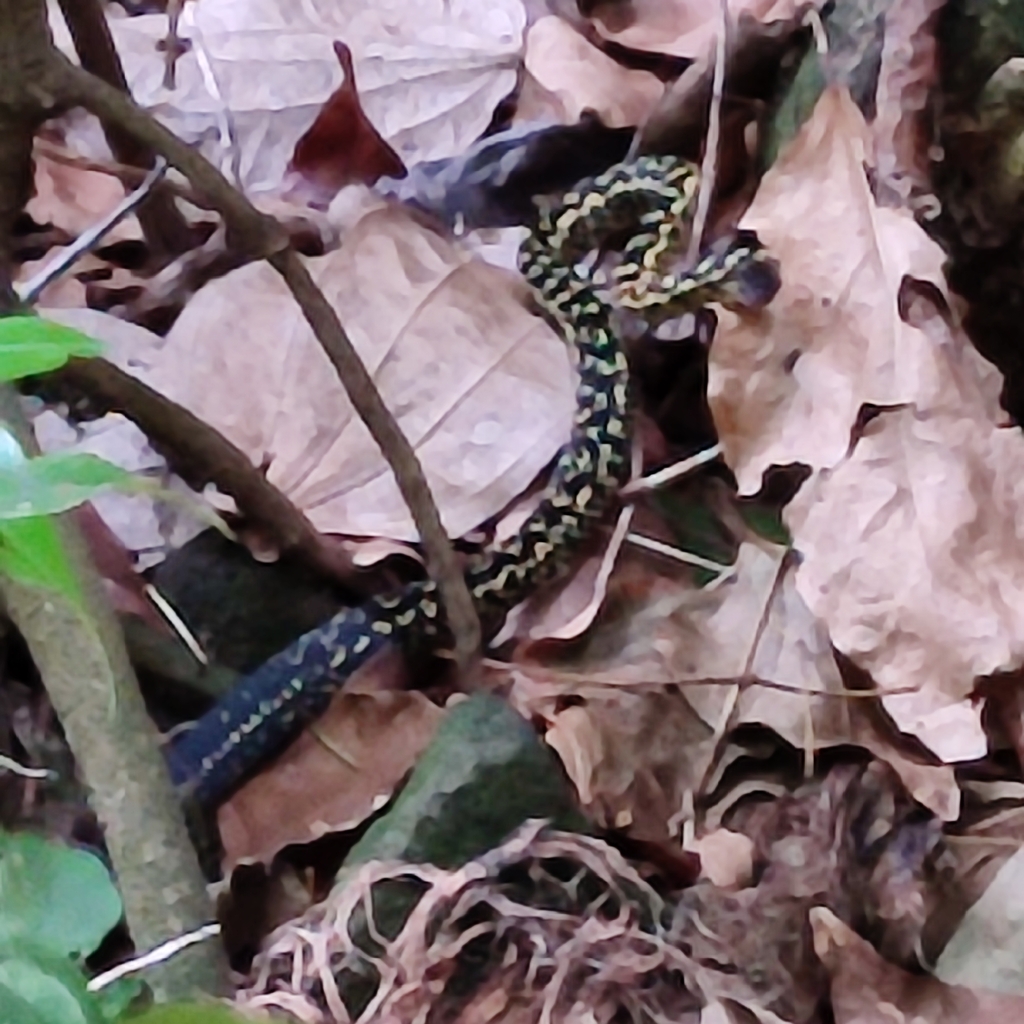 Montserrat Racer in July 2022 by Sofie Meeus · iNaturalist