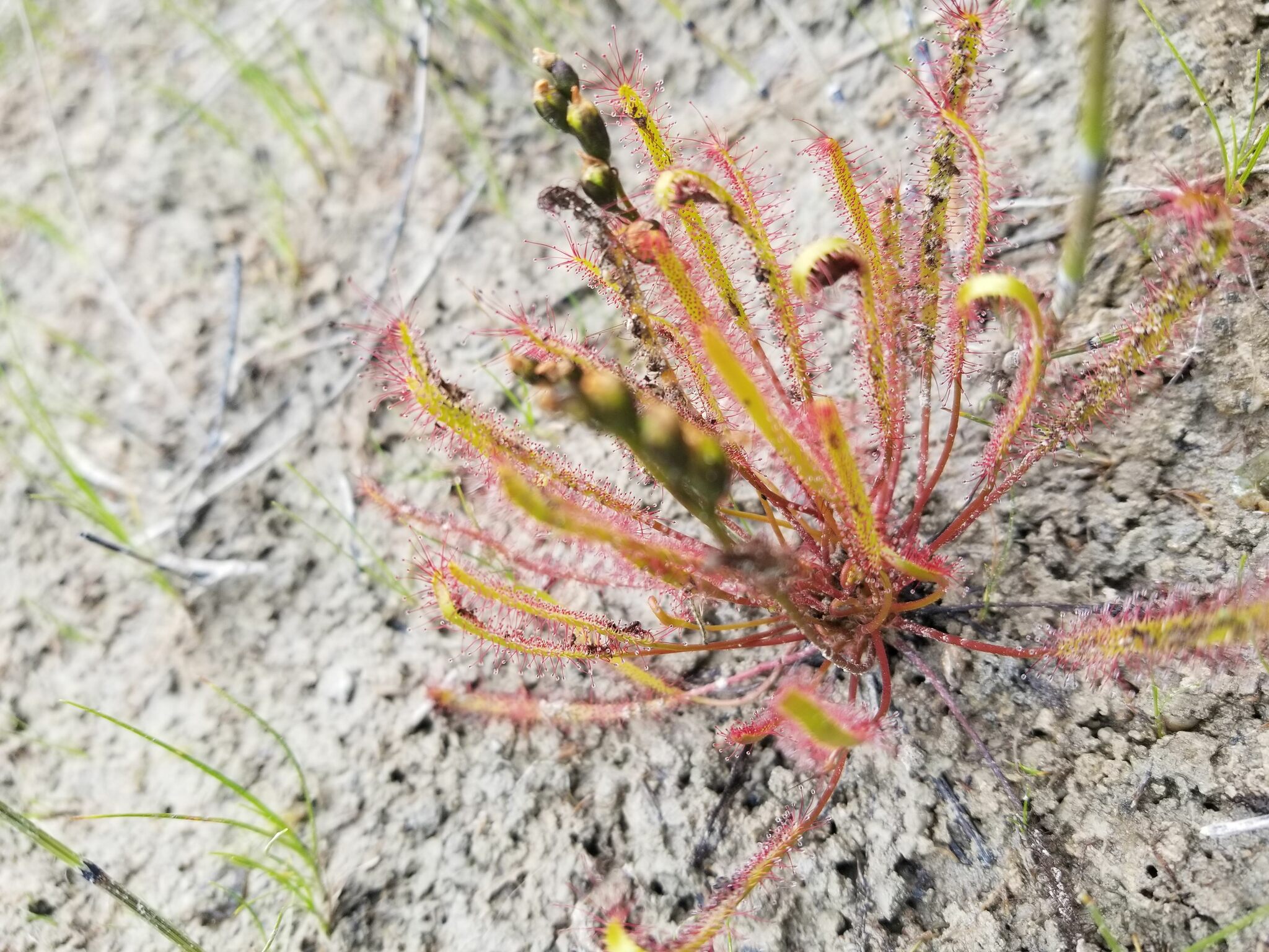 Drosera linearis Goldie