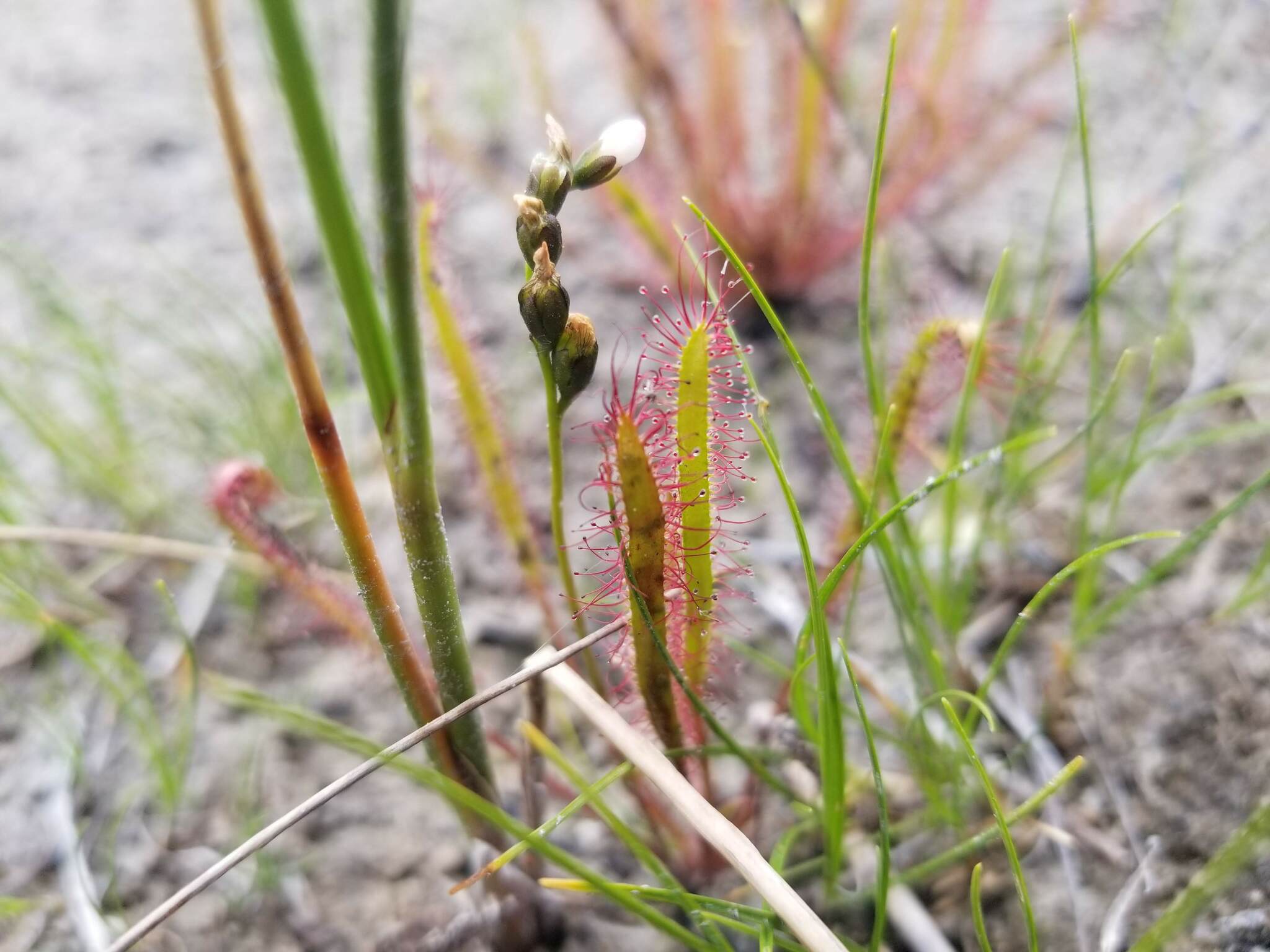 Drosera linearis Goldie