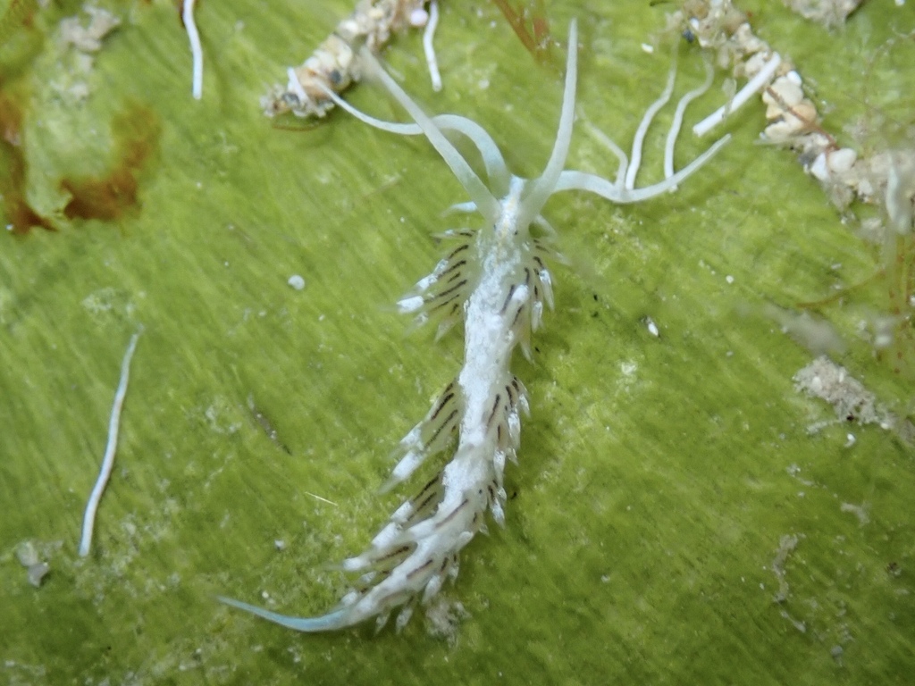 Learchis evelinae from North Atlantic Ocean, Bermuda, BM on July 11 ...