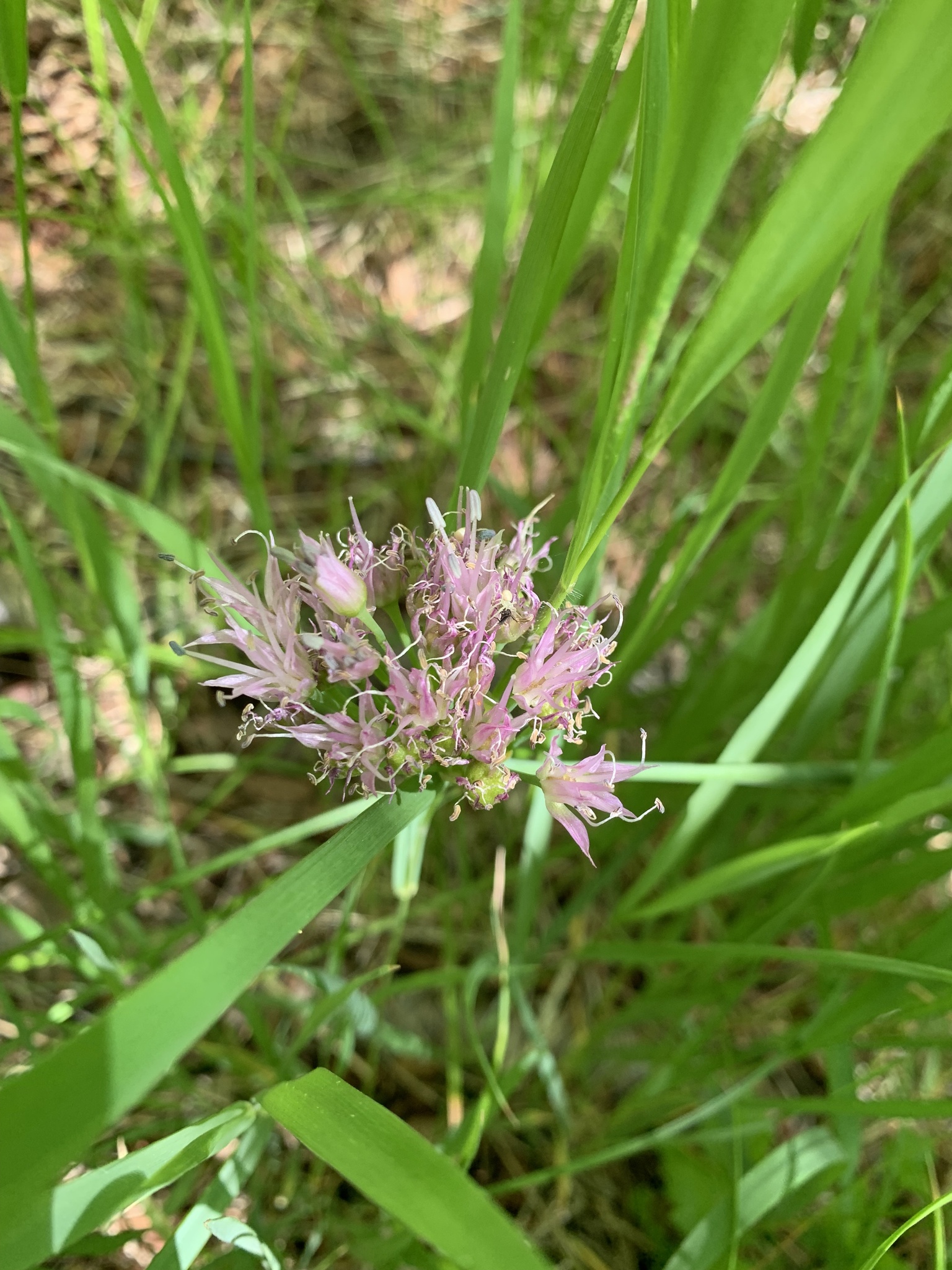 Allium validum S.Watson