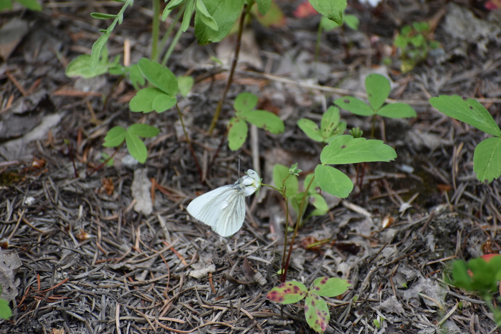 Margined White from Squamish-Lillooet, BC, Canada on June 11, 2022 at ...