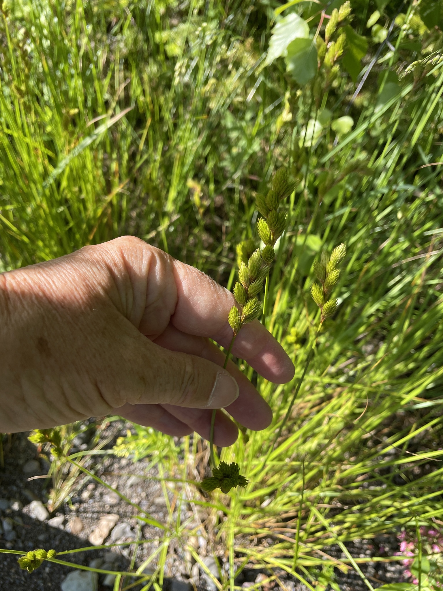 Carex scoparia Schkuhr ex Willd.