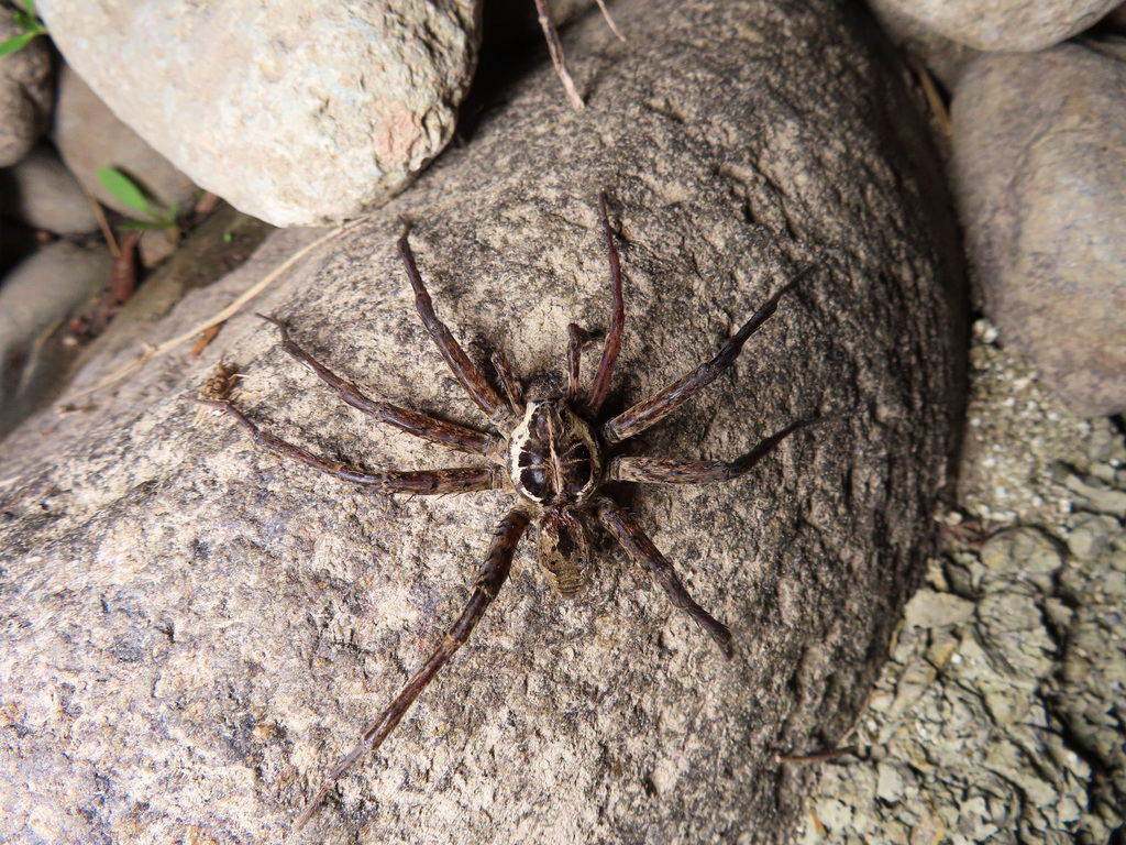 Dolomedes raptor from Район Аоба, Сендай, Мияги, Япония on July 11 ...