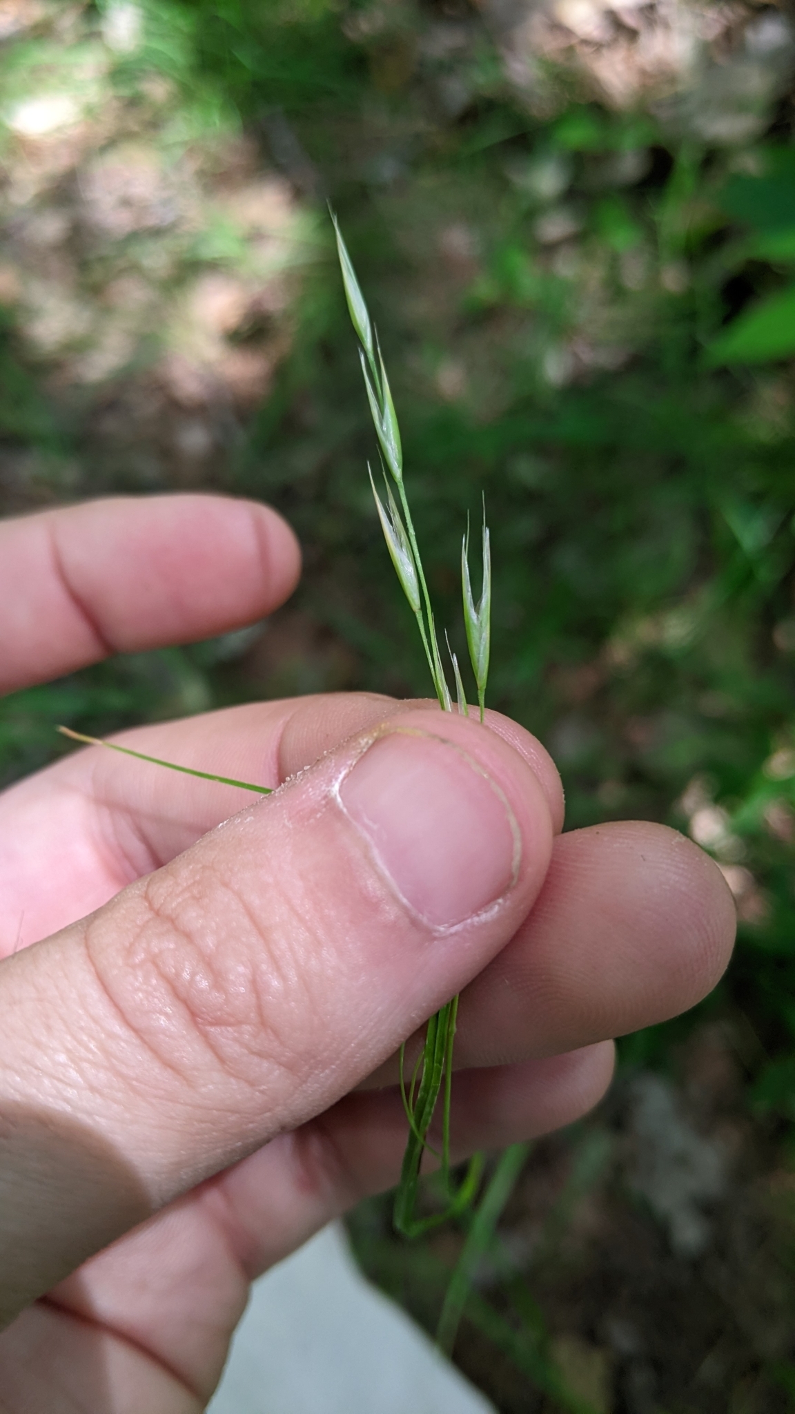 Danthonia compressa Austin