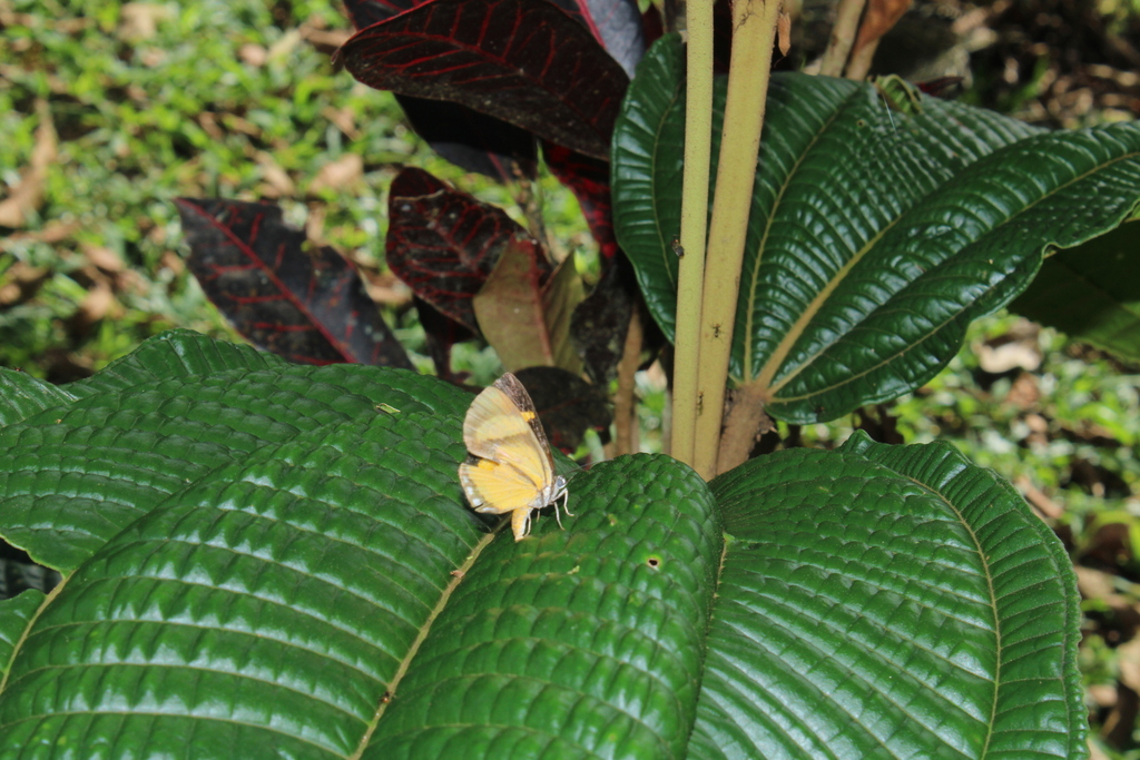 Setabis gelasine from Las Pizarras, Sucumbíos, Ecuador on July 9, 2022 ...