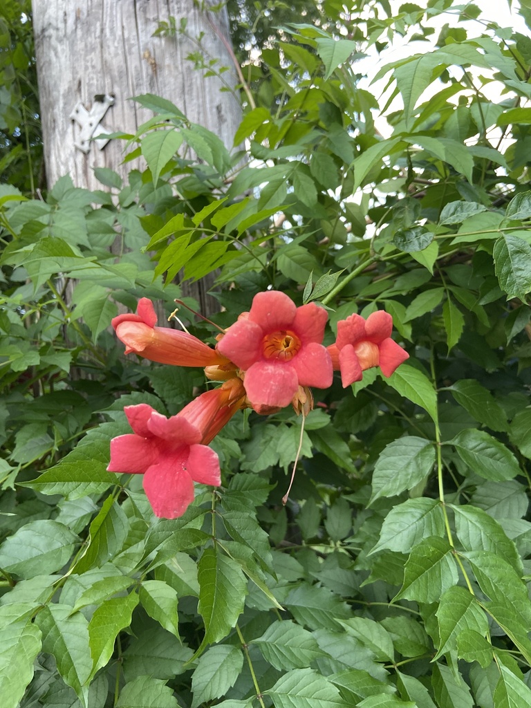 American trumpet vine from Three Rod Rd, Alden, NY, US on July 11, 2022 ...