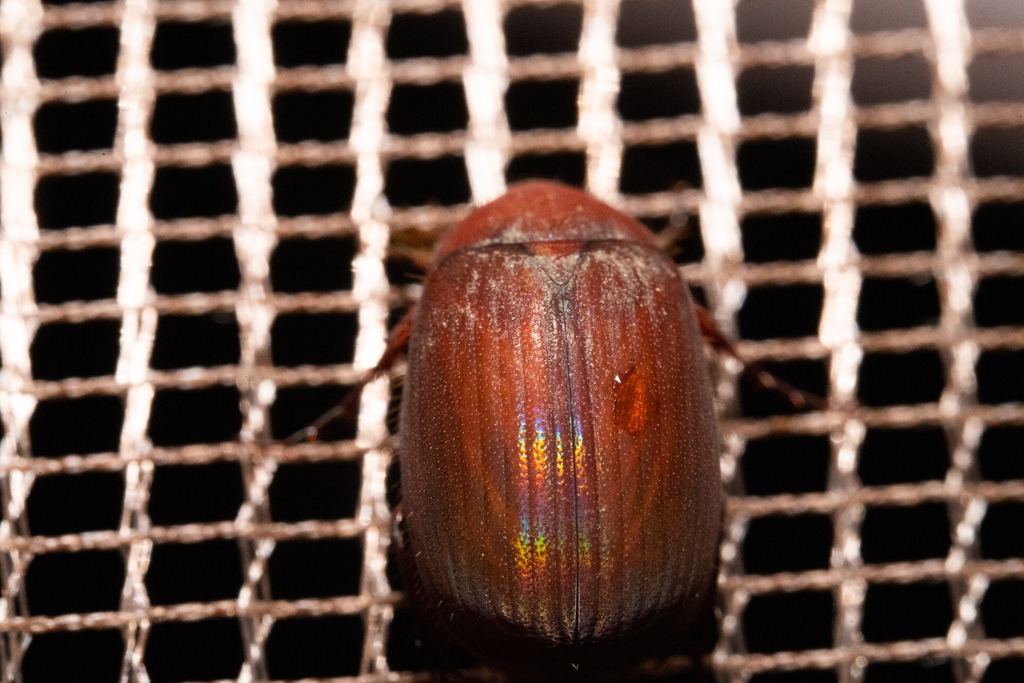 Asiatic Garden Beetle in July 2022 by RockC · iNaturalist