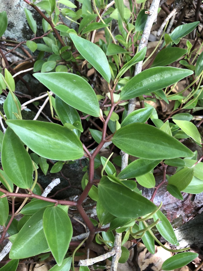 Wheeler's peperomia in July 2022 by Alcides L. Morales-Pérez · iNaturalist