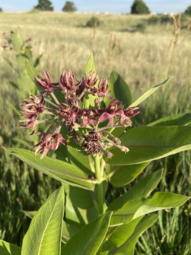 showy milkweed from E 33rd Ave, Denver, CO, US on July 11, 2022 at 06: ...