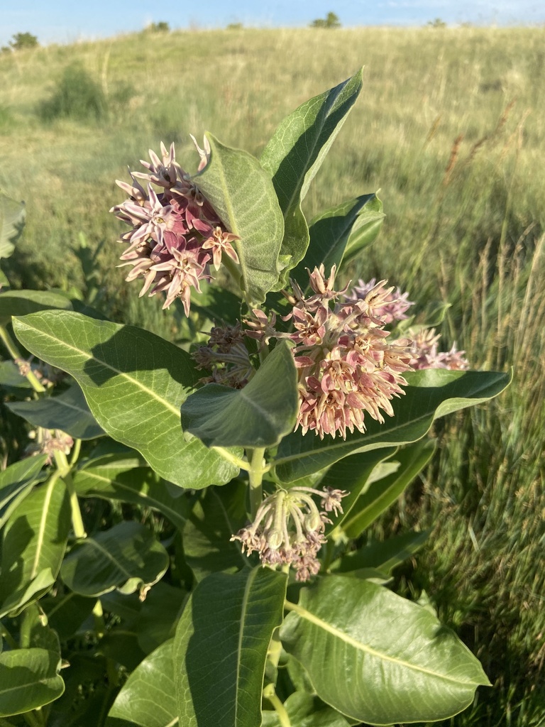 showy milkweed from E 33rd Ave, Denver, CO, US on July 11, 2022 at 06: ...