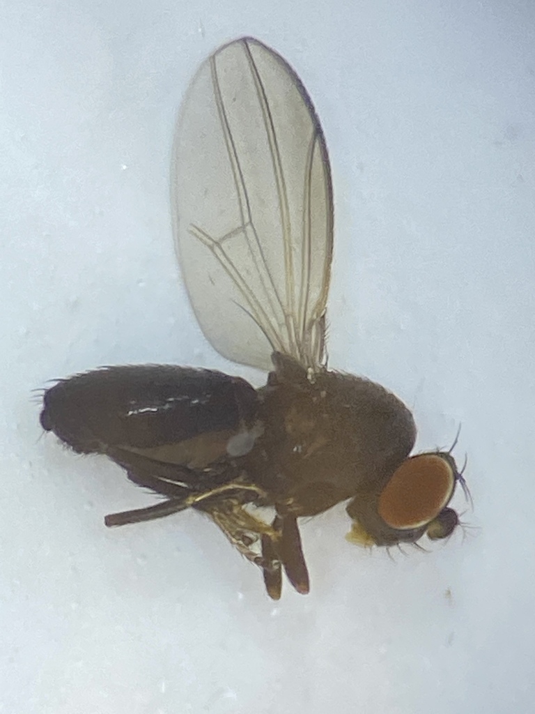 Shore Flies from Unnamed Road, Watersmeet, MI 49969, USA on July 07 ...