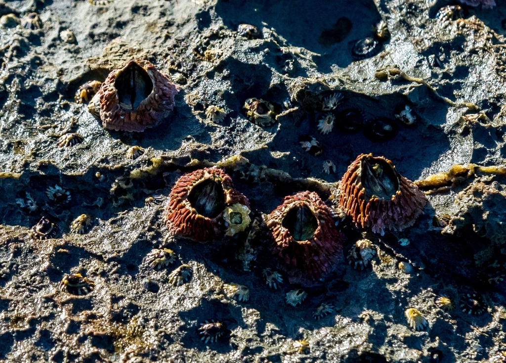 Pink Volcano Barnacle from Palos Verdes on June 20, 2021 at 08:20 AM by ...
