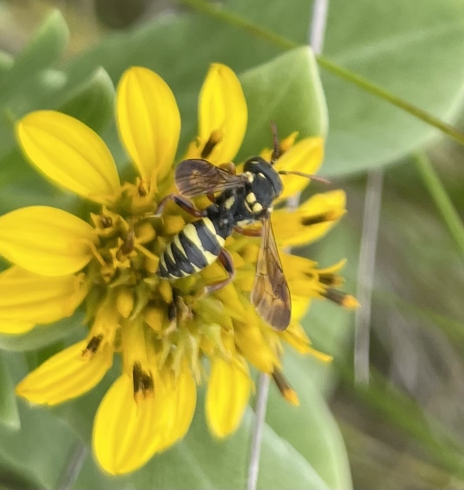 Yellow-margined Nomad Bee from Roosevelt Blvd, Pine Knoll Shores, NC ...