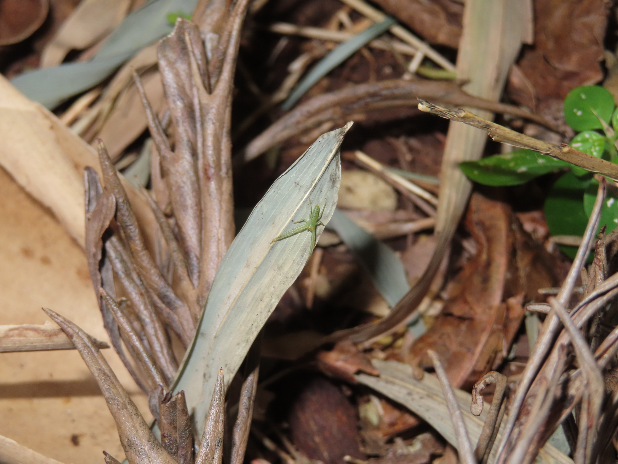 Cetratus rubropunctatus (Rainbow, 1920)