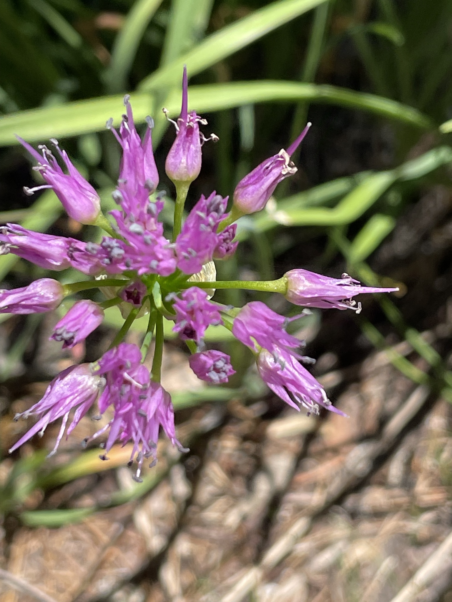 Allium validum S.Watson