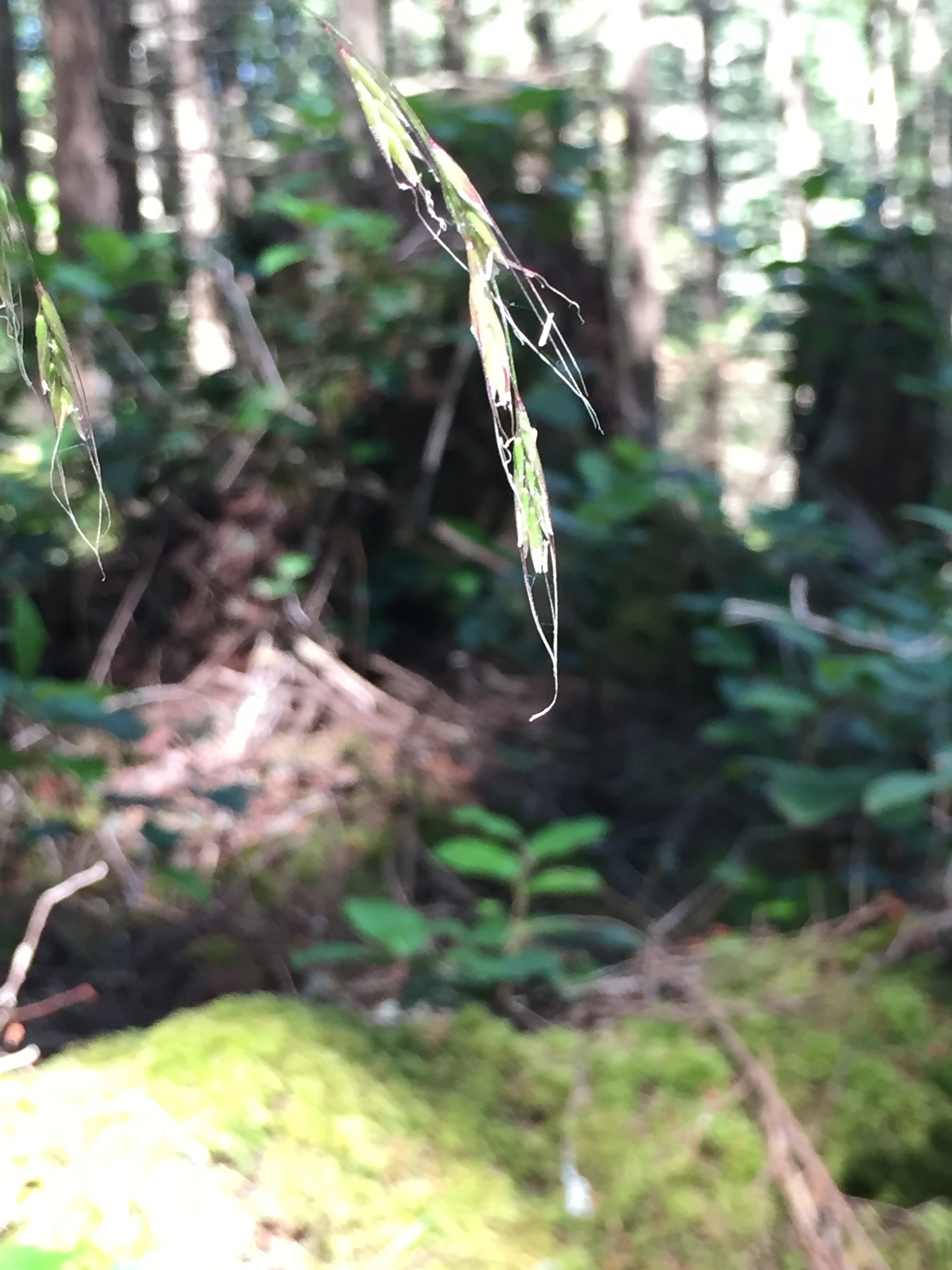 Festuca subulata Trin.