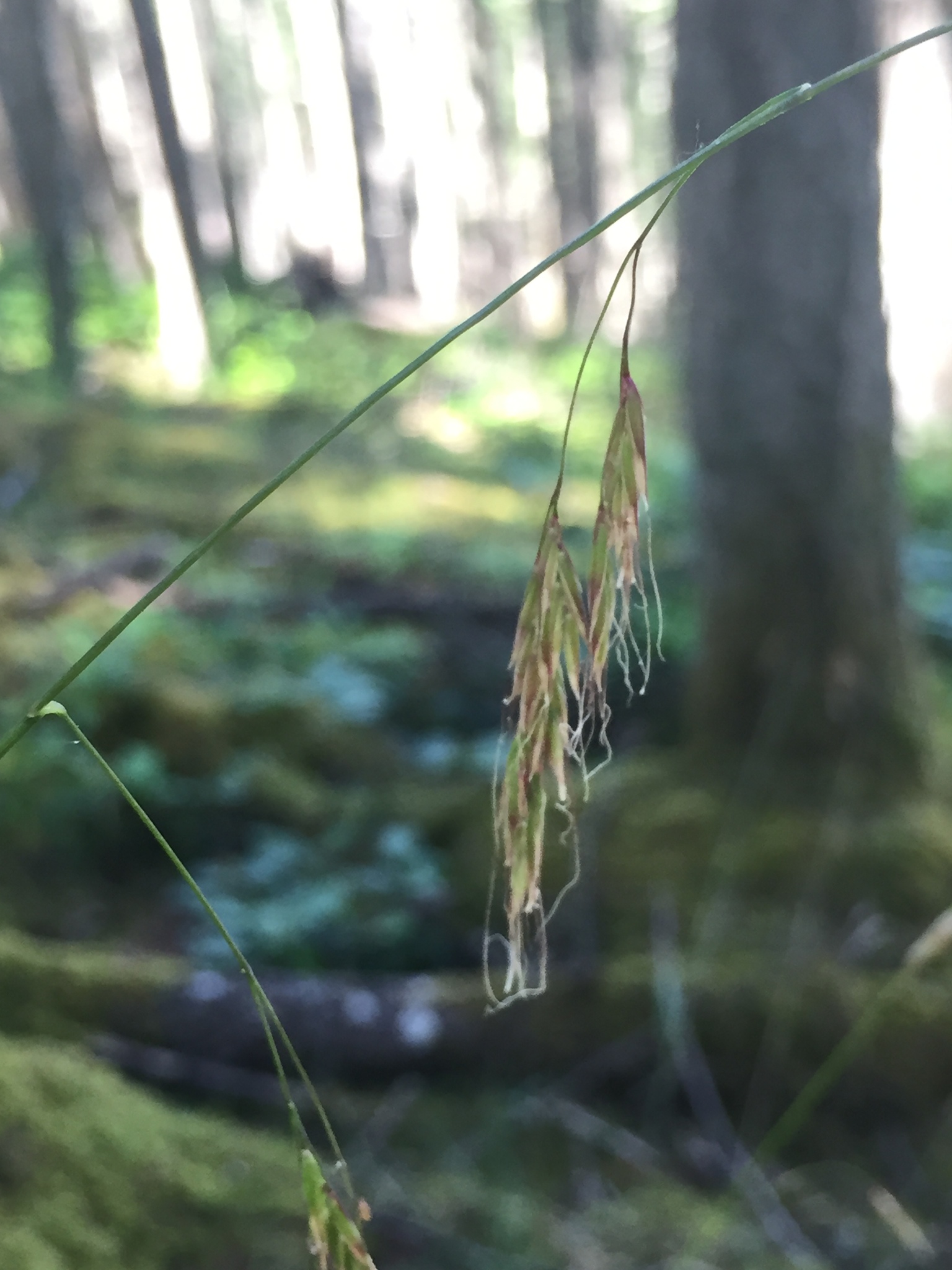Festuca subulata Trin.