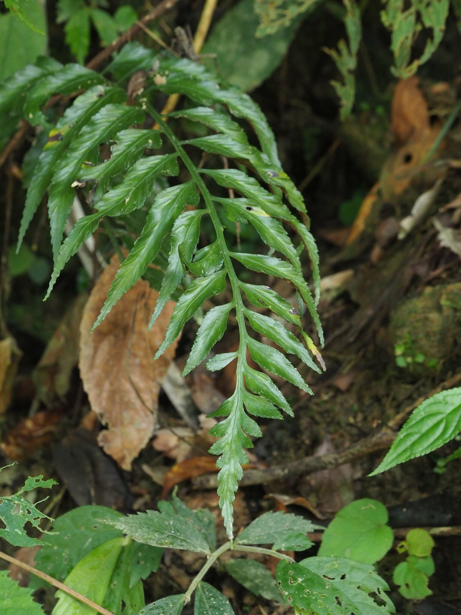 Asplenium wrightii D.C.Eaton ex Hook.