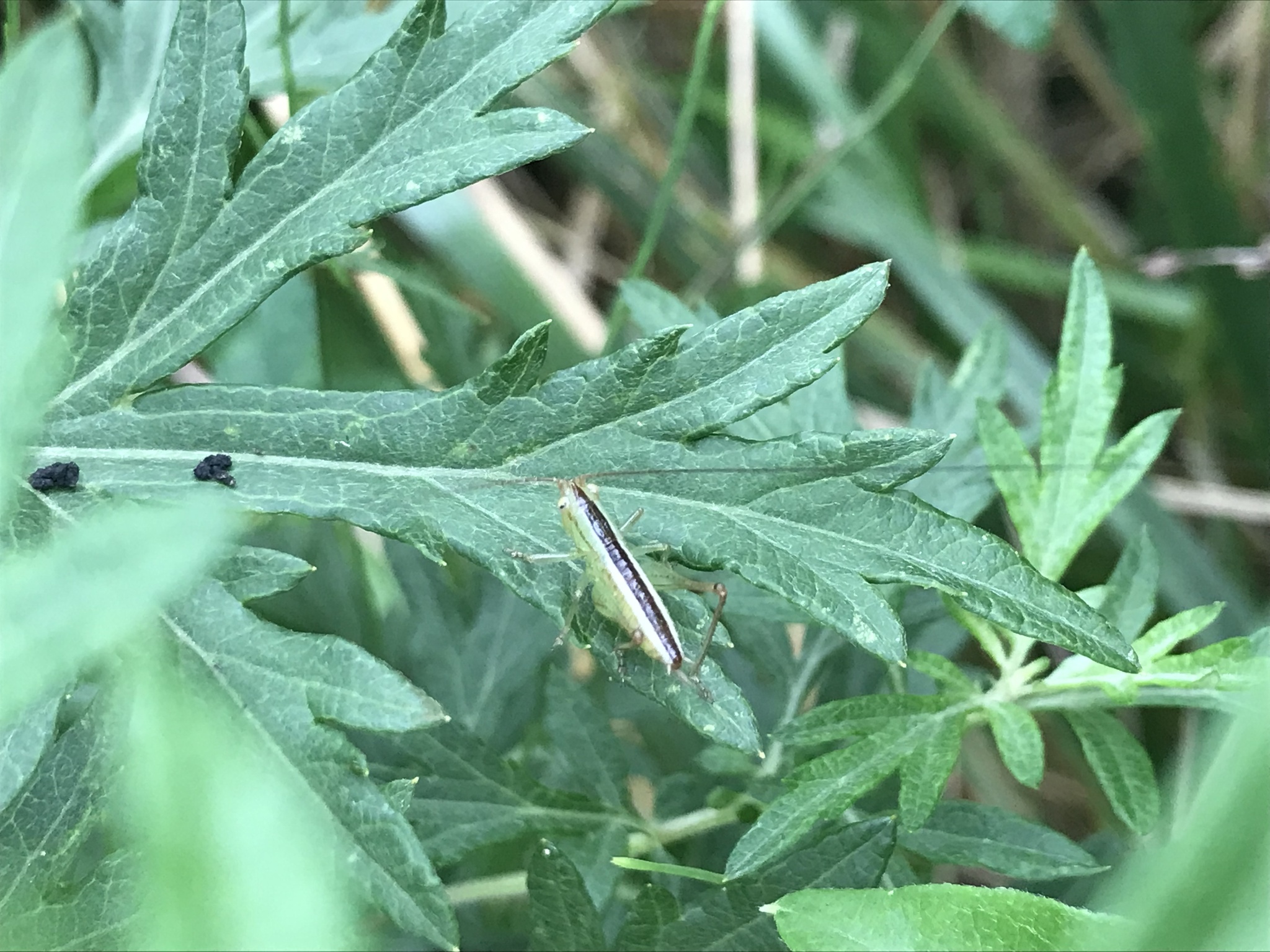 Conocephalus exemptus (Walker, 1869)